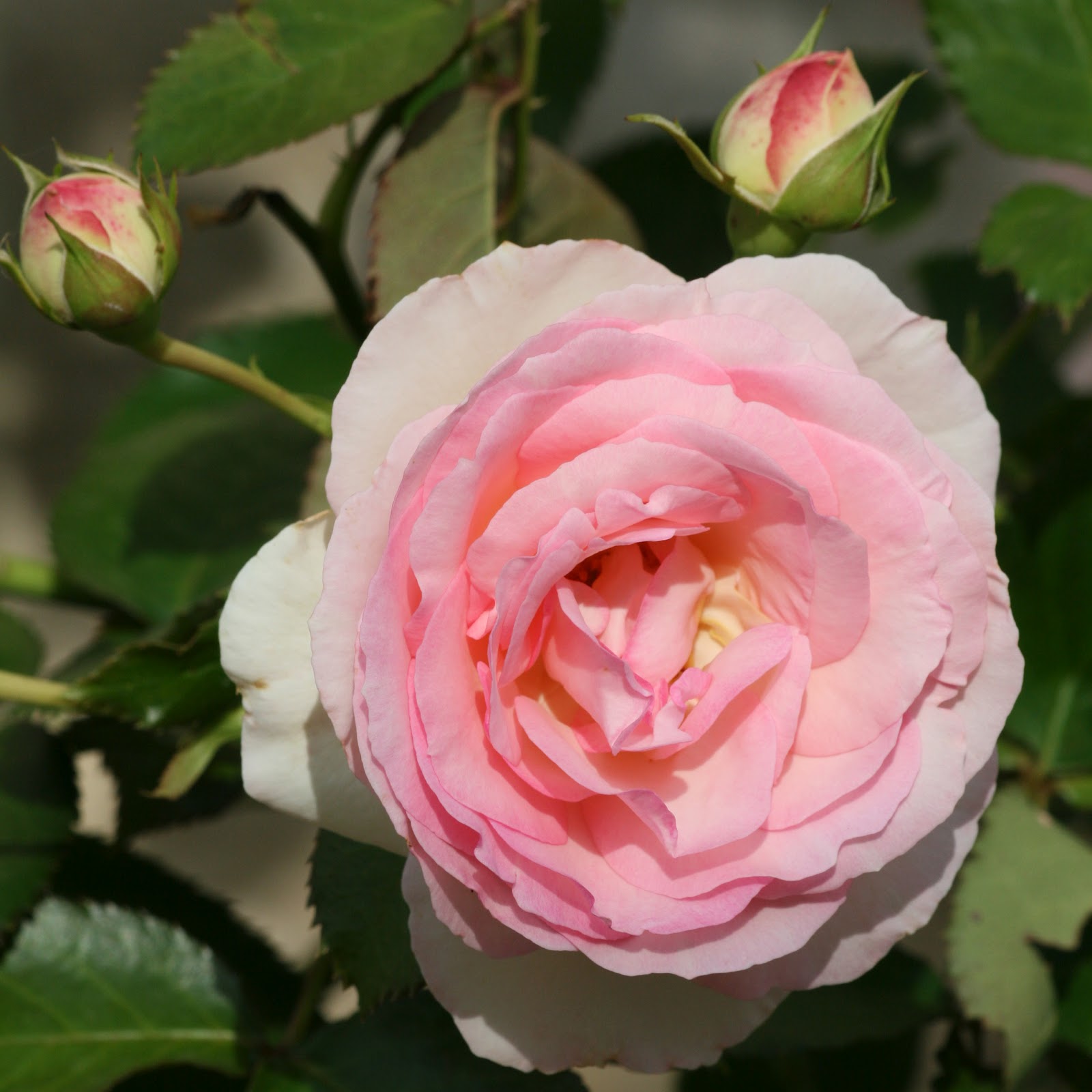 Le Récréart Delfie: Cueillez dès aujourd'hui les roses de la vie ...