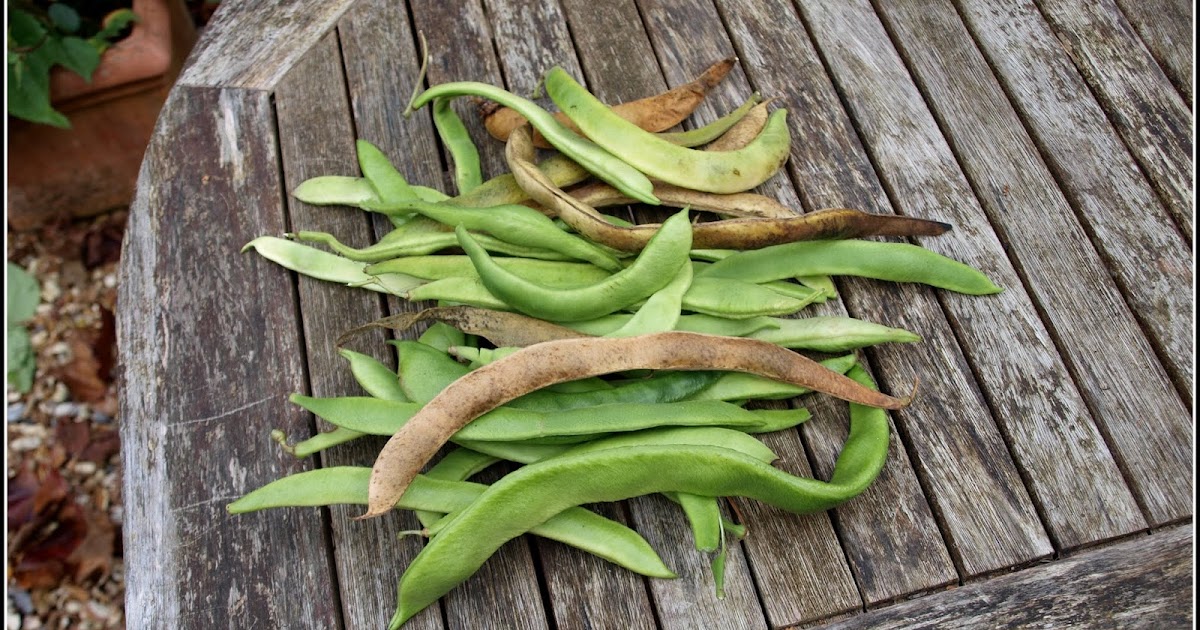 Mark's Veg Plot: Bye Bye Beans!