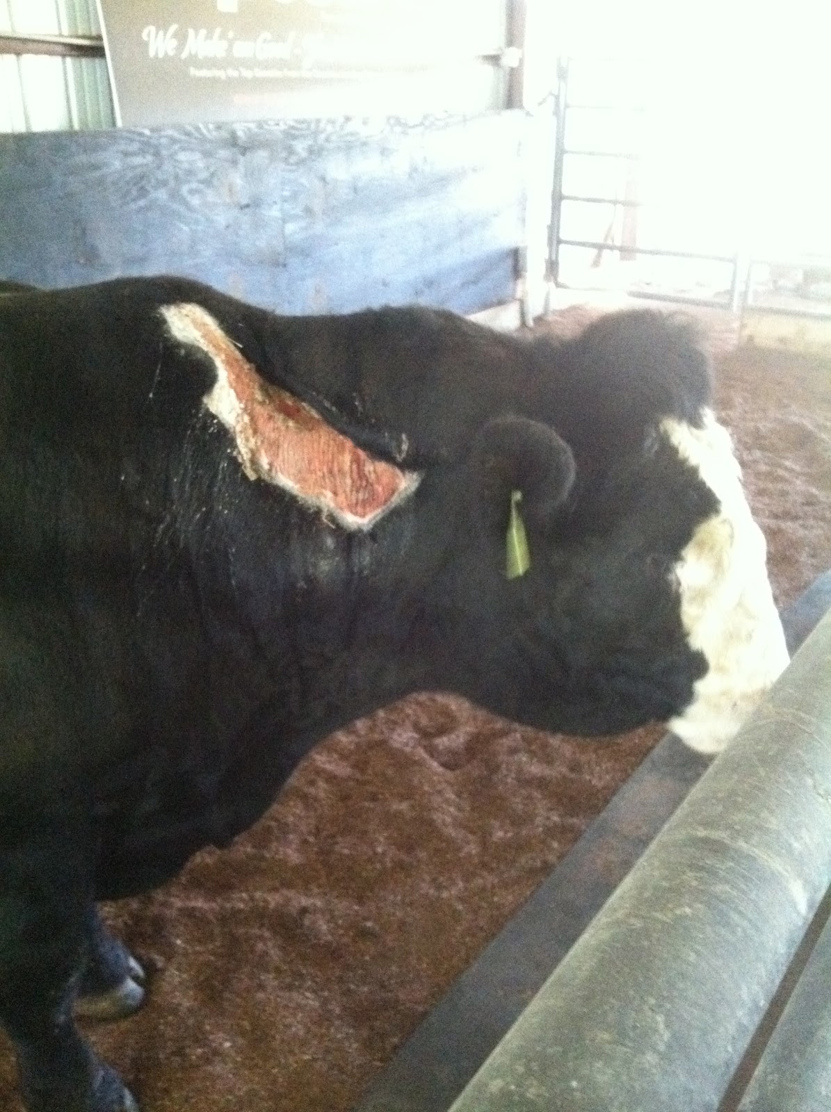 DIAMOND G CATTLE CO.: Chopper