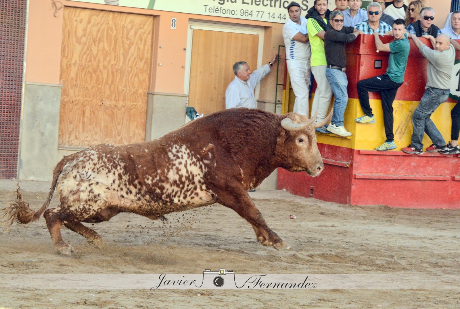 Encierro de toros cerriles de Concha y Sierra en la Feria de Onda