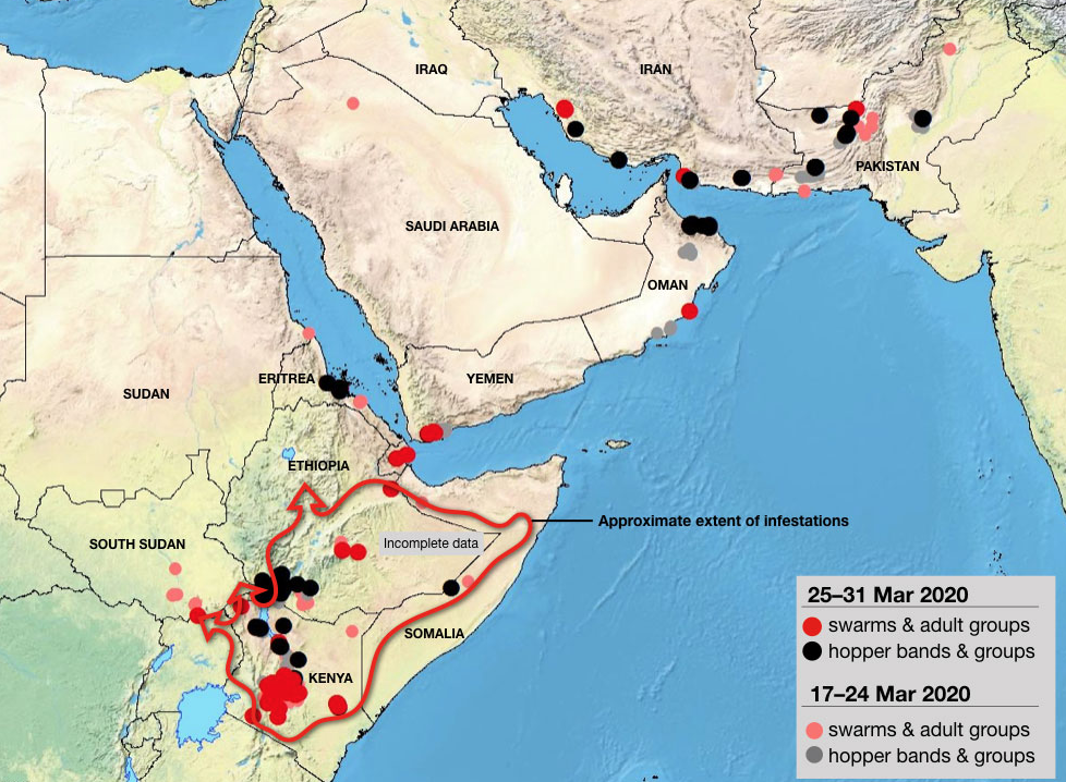 PROPHECY UPDATE: Locust Plague Update: Record Rainfall Helping Locusts ...