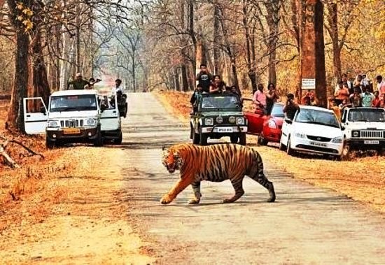 Nature Is Always Beautiful: Melghat Tiger Reserve Safari - Wildlife ...