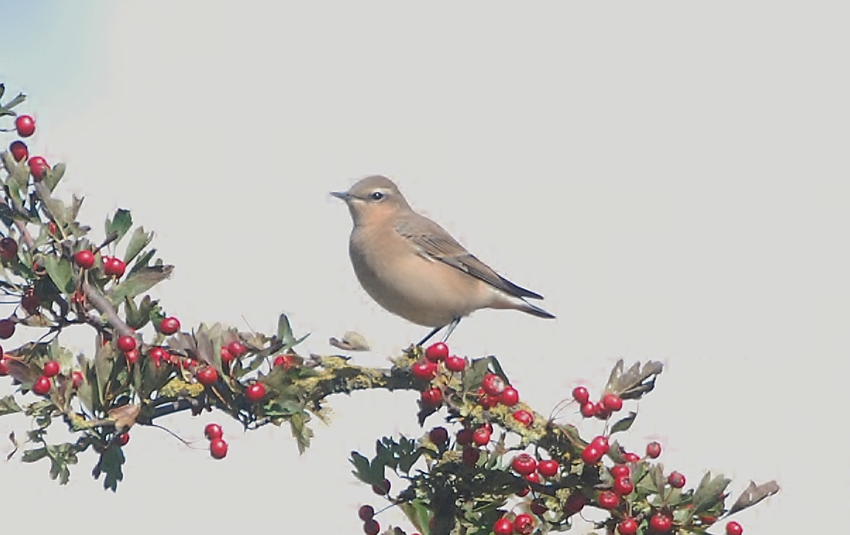 Beachborough Park Wildlife Sightings Folkestone Kent: Bird Sightings ...