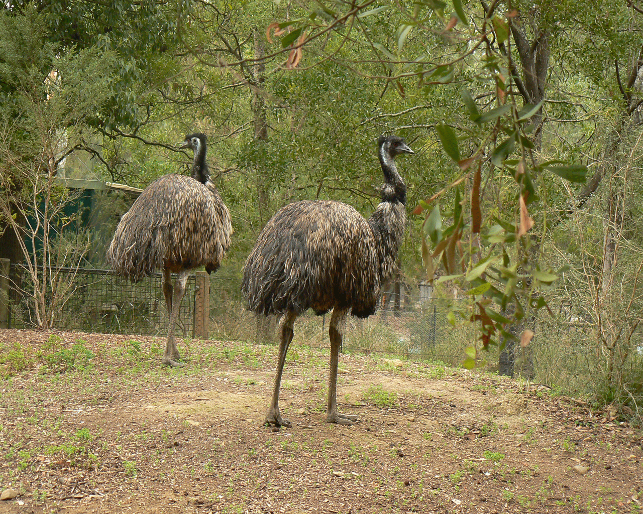 Best Jungle Life: Emu & Emu Pics And Emu Wallpapers