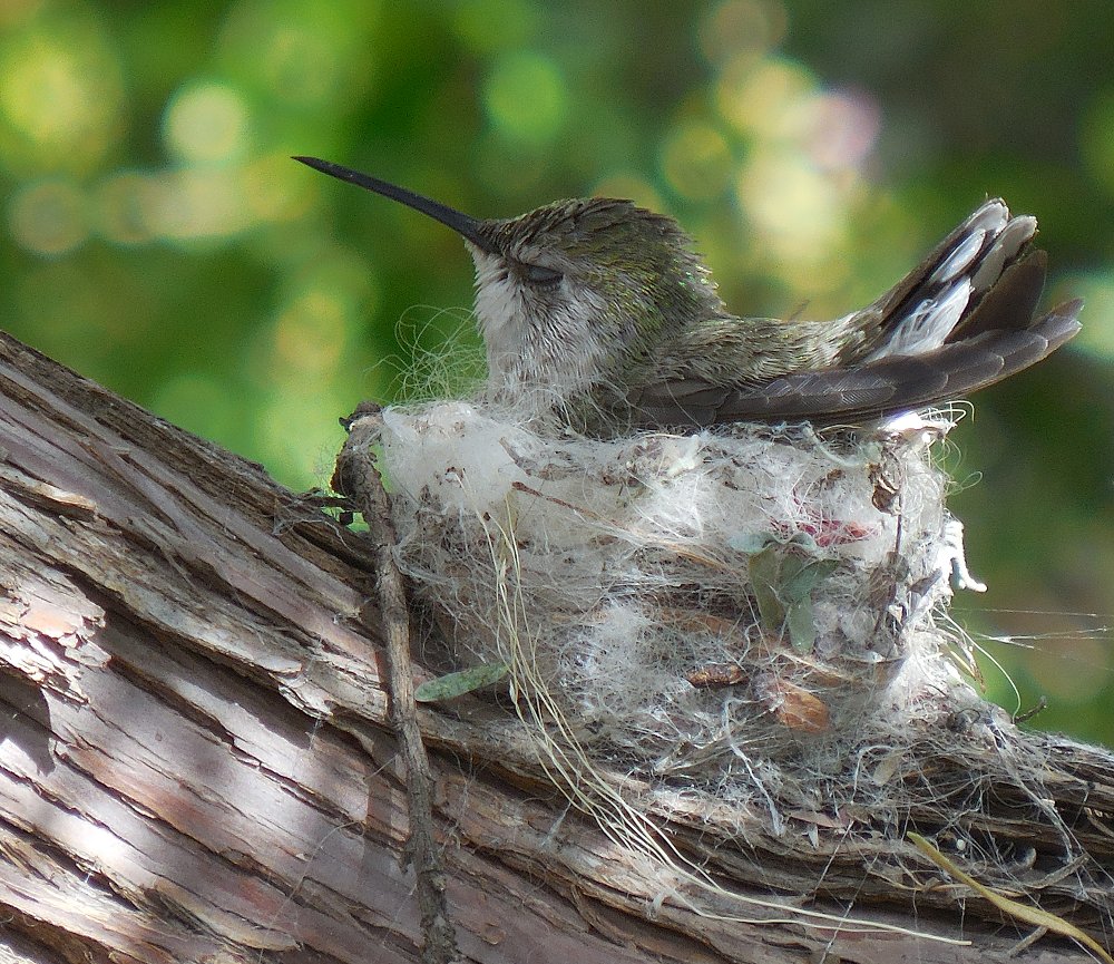 Kittling: Books: Daisy at the Arizona-Sonora Desert Museum