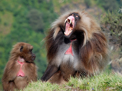 Gelada | The Life of Animals