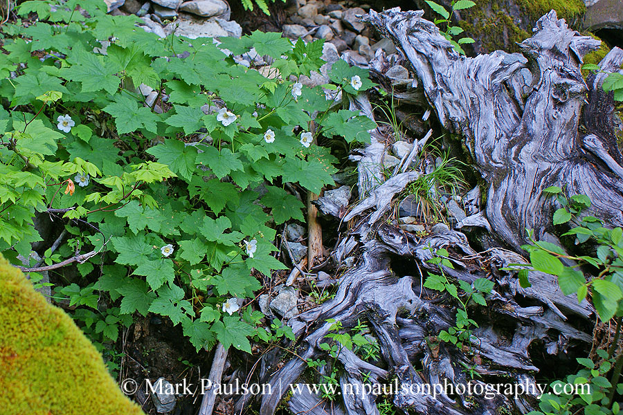 MAP Artistic Photography: US Travels