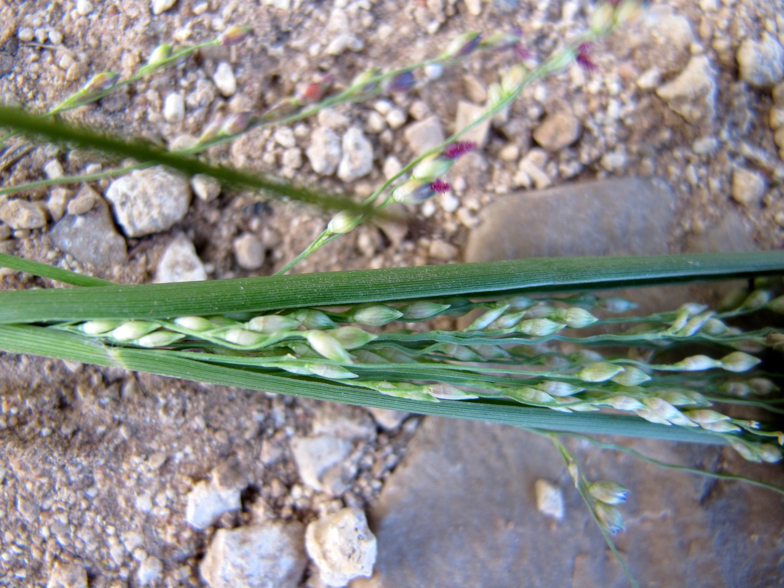 FLORA NEL SALENTO e.. anche altrove: Panicum repens L - Poaceae - Panico strisciante