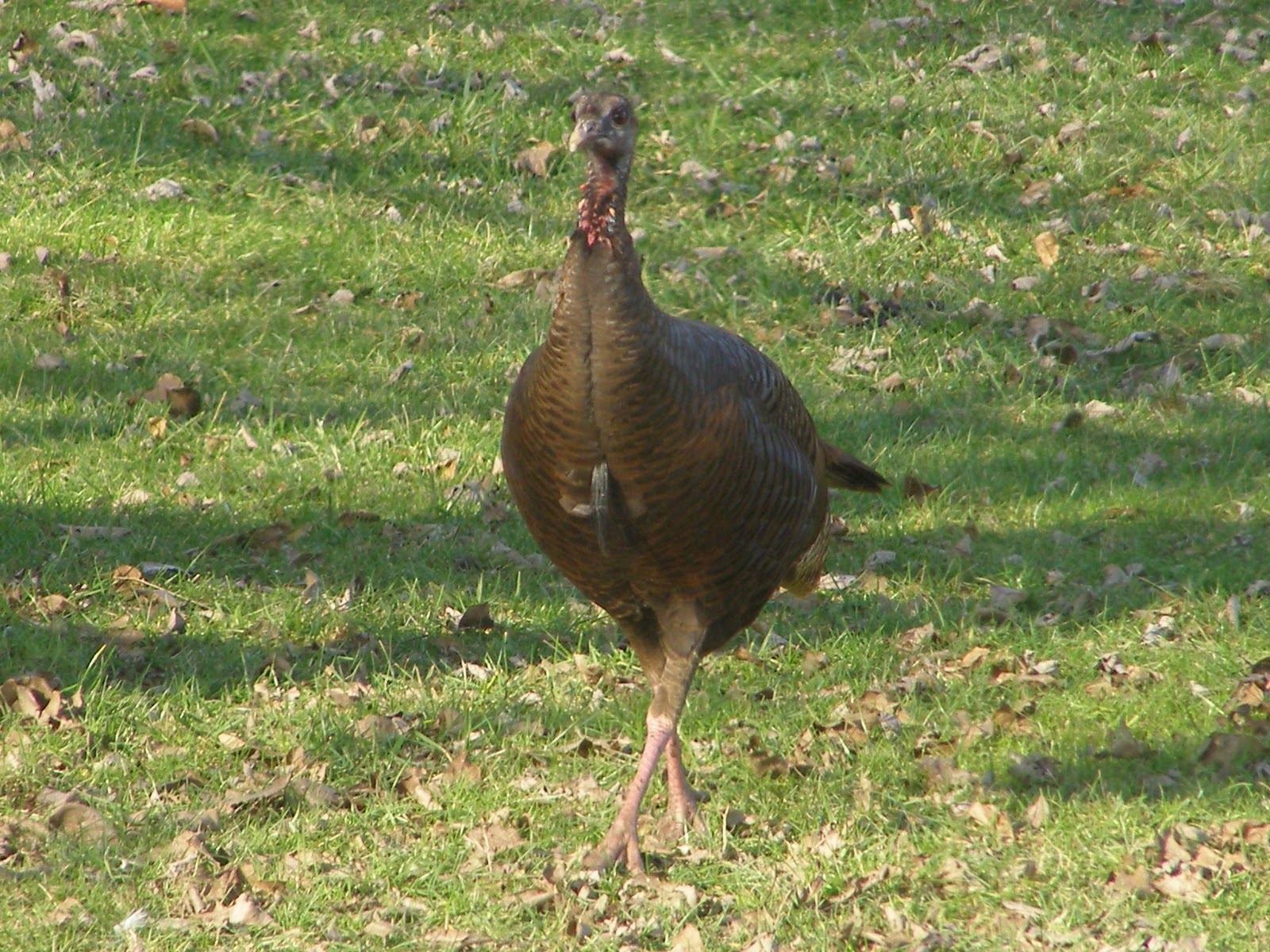 Blue Jay Barrens: Turkey Hens