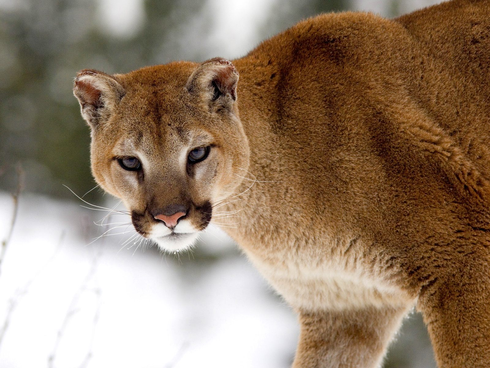 The Jungle Store: Cougars...On The Hunt