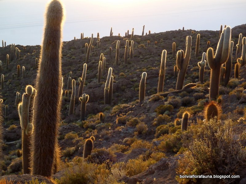 Bolivian Flora y Fauna: El cactus sonriente