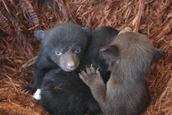 White Wolf : Hibernating bears' wounds heal without scars