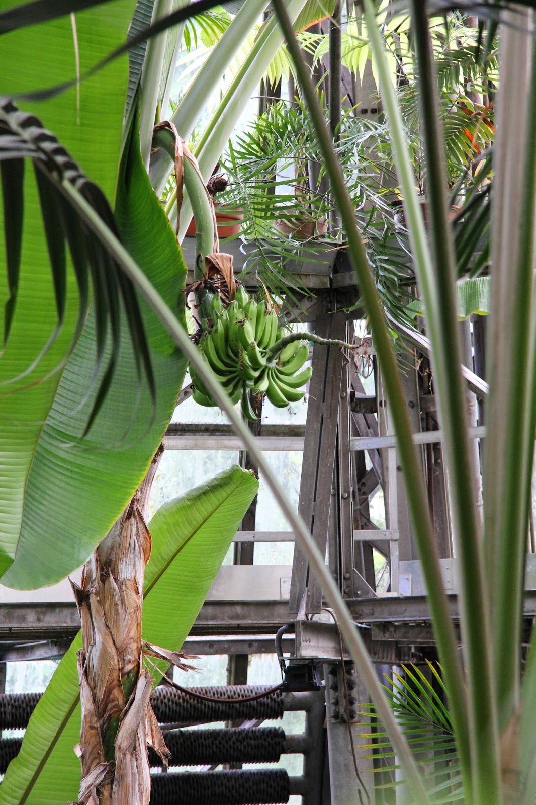 floridis: Musa acuminata Colla