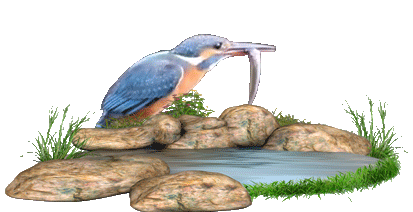 TATTYS THINGIES: ANIMALS ~ BIRDS