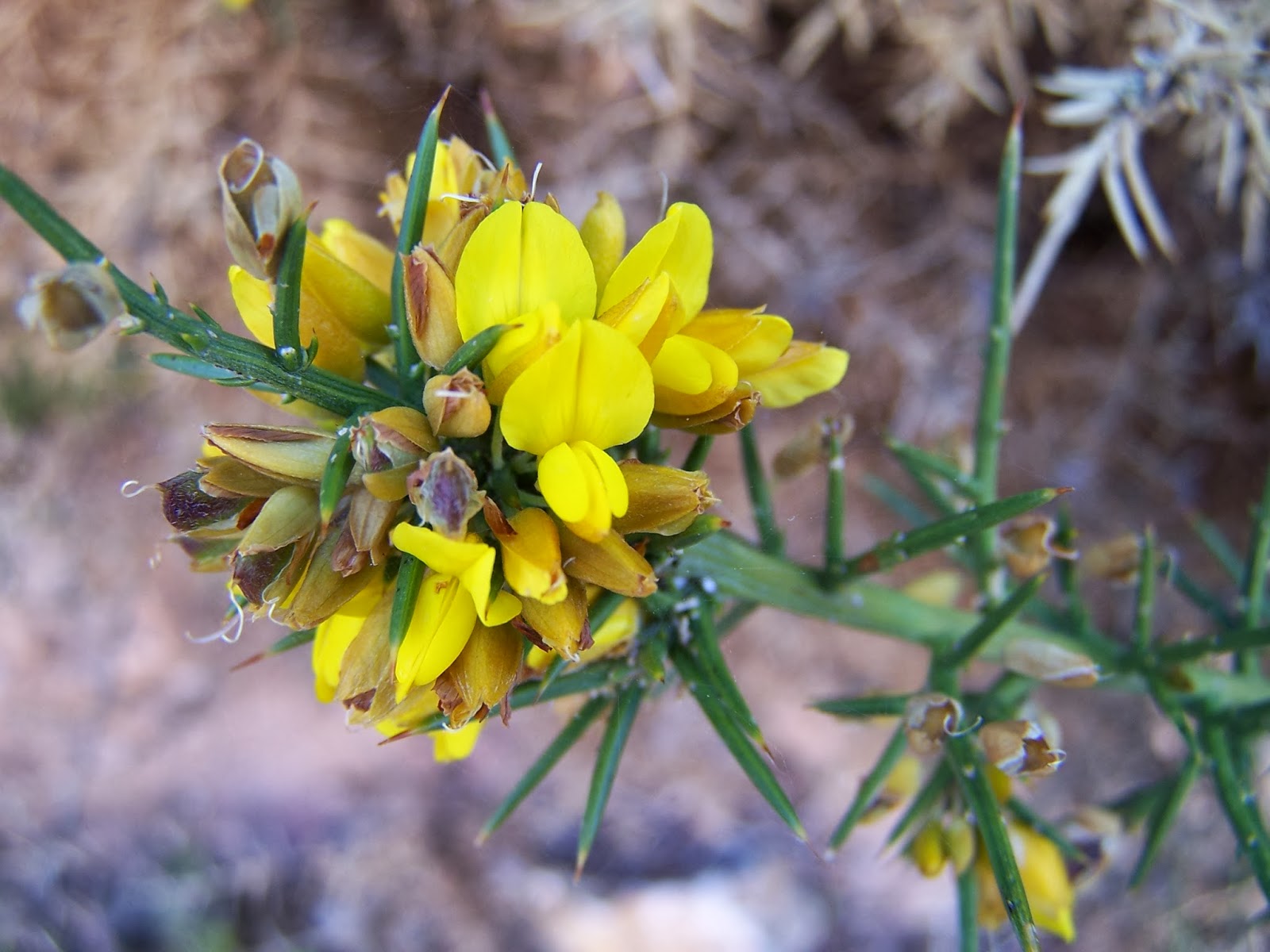 Galefod: Aulaga. Tojo.