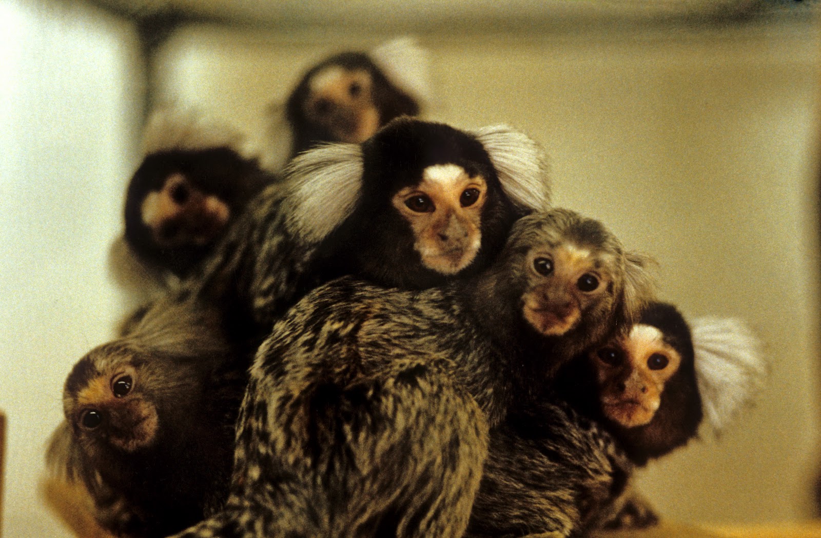 Creature Feature- life at the RSPCA: Born to be wild!