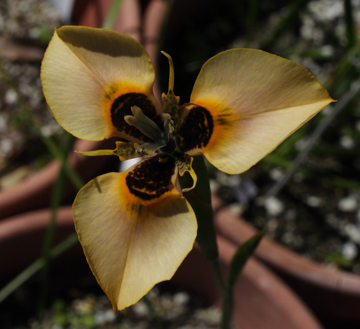 Growing Cool Plants: Moraea MM 13-151