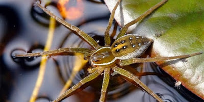 7 Binatang Ini Bisa Berjalan Di atas Air | Belajar Bahasa Inggris Online