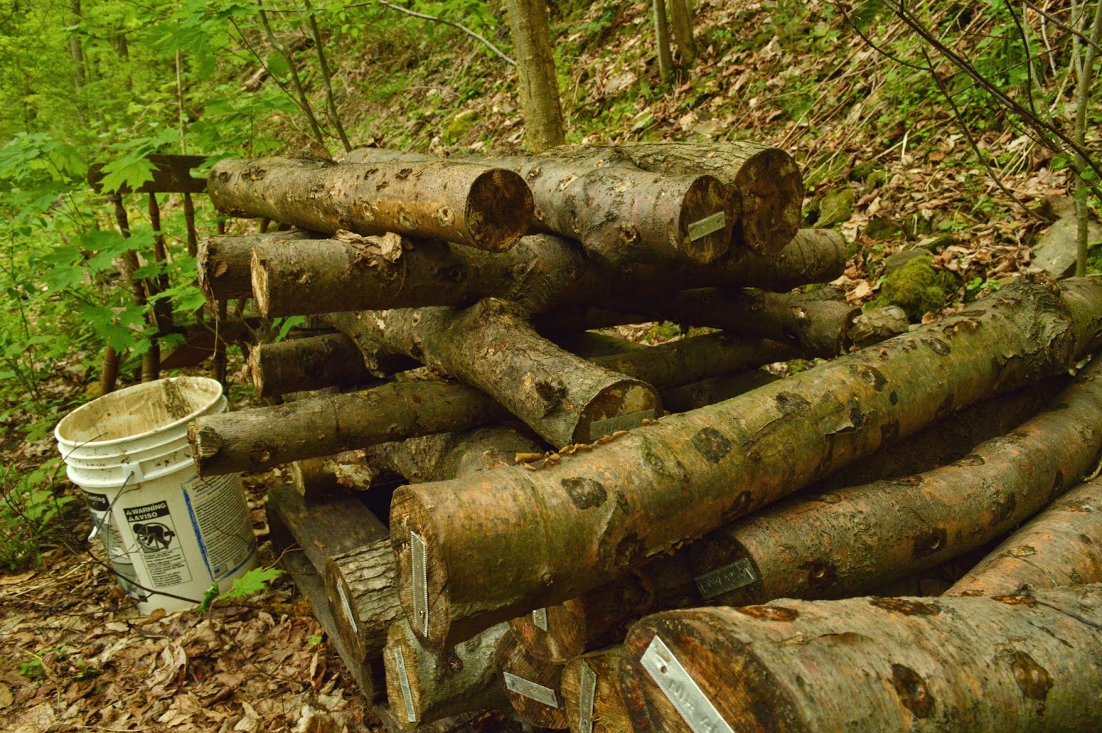 make.build.tinker.grow: Making mushroom logs!