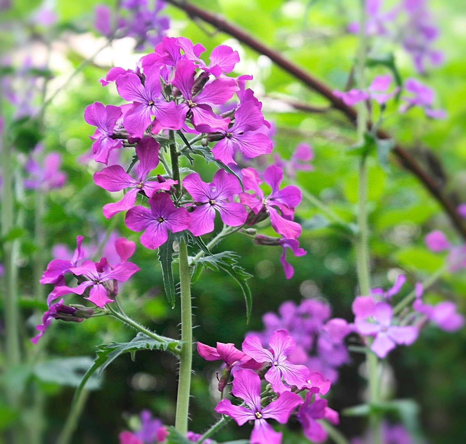 Floral Passions: Lunaria annua