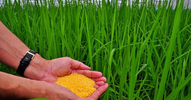 GM-free Scotland: Golden Rice: a new definition of precision