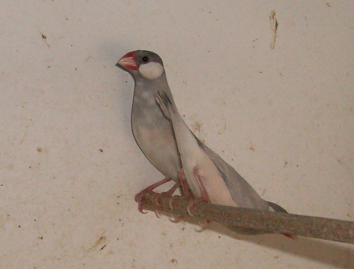 Páteo do Mateus: Pardais de Java