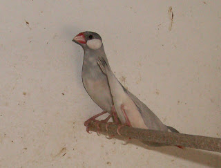 Páteo do Mateus: Pardais de Java