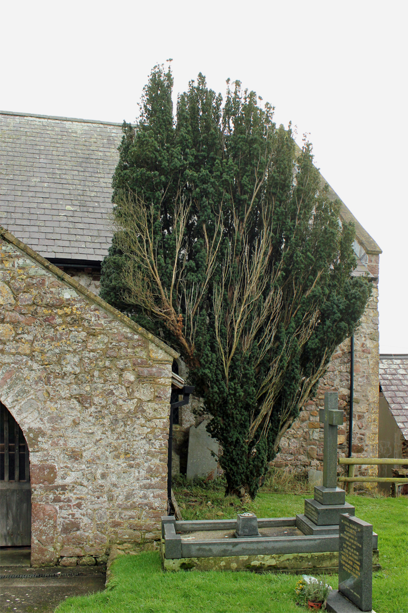 Gower Wildlife: Yews within the Parish Churches of Gower