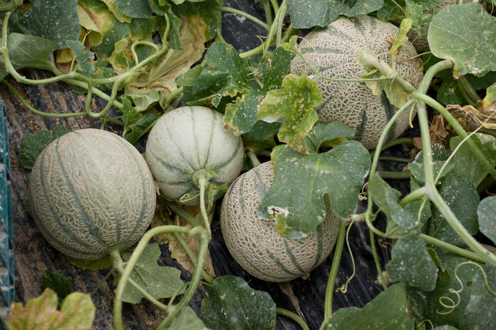 Homo agricola: Melón cantaloup tipo Magenta