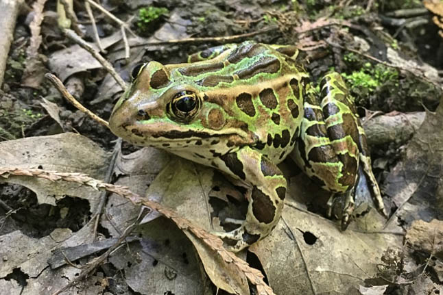 Champlain Islands' Nature: Northern Leopard Frog