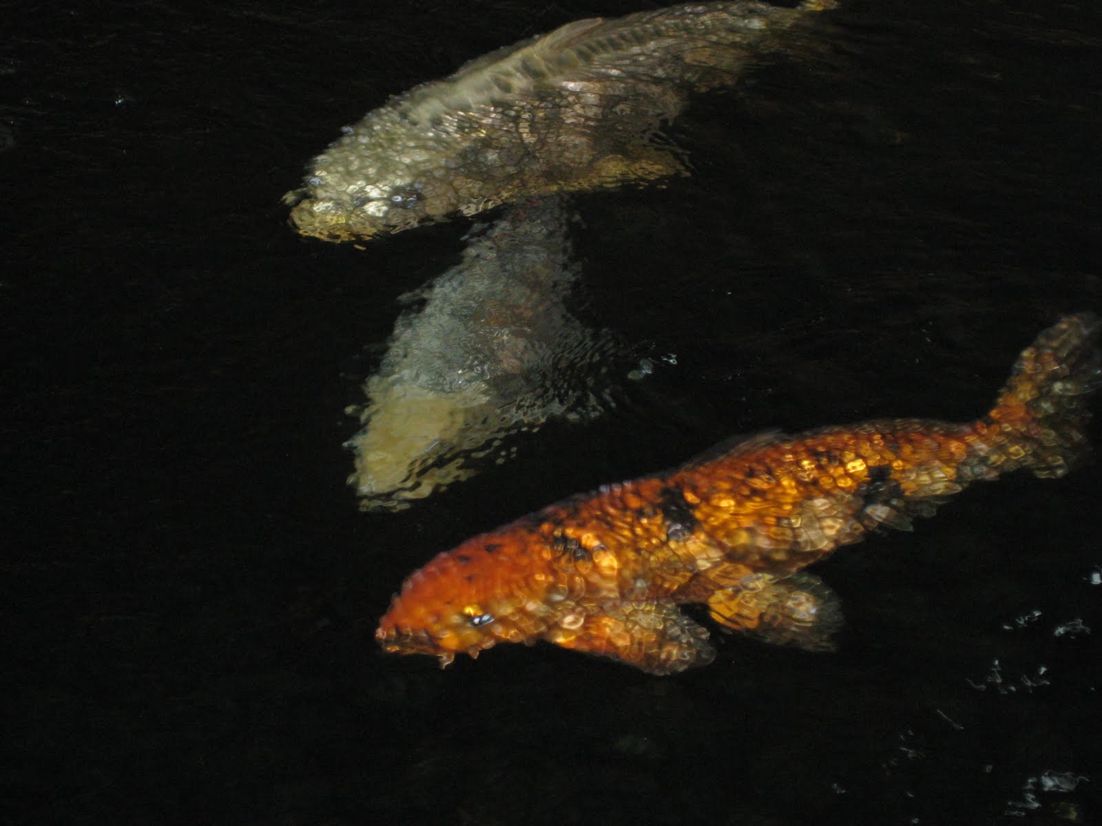 Write In Motion: Shimmering Fish