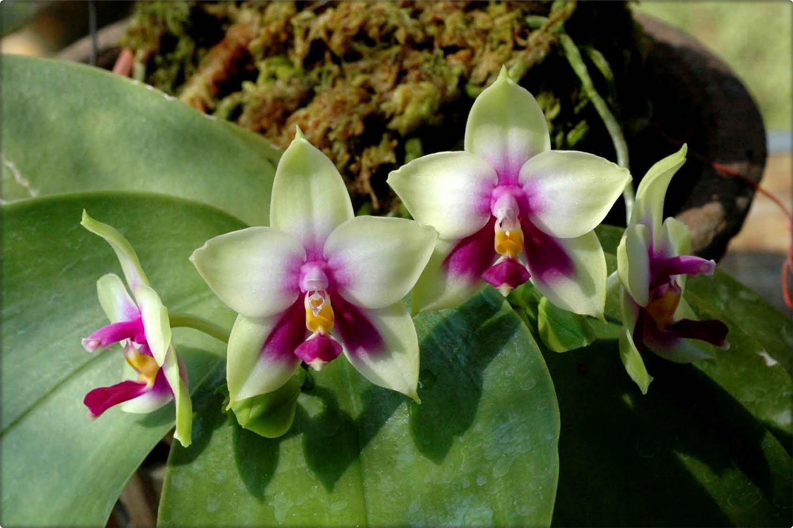 Phalaenopsis bellina ~ Wonderful Flowers