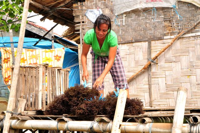 In Pinay's "Ciudad": LAYAG-LAYAG YELLOW BOAT VILLAGE: SEAWEEDS @ ZC ...