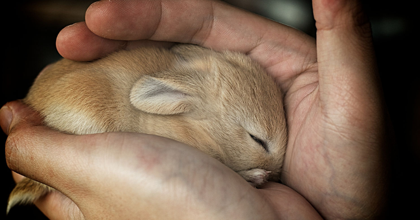 Conejos bebé huérfanos: ¿qué hacer? | Conejos Colombia