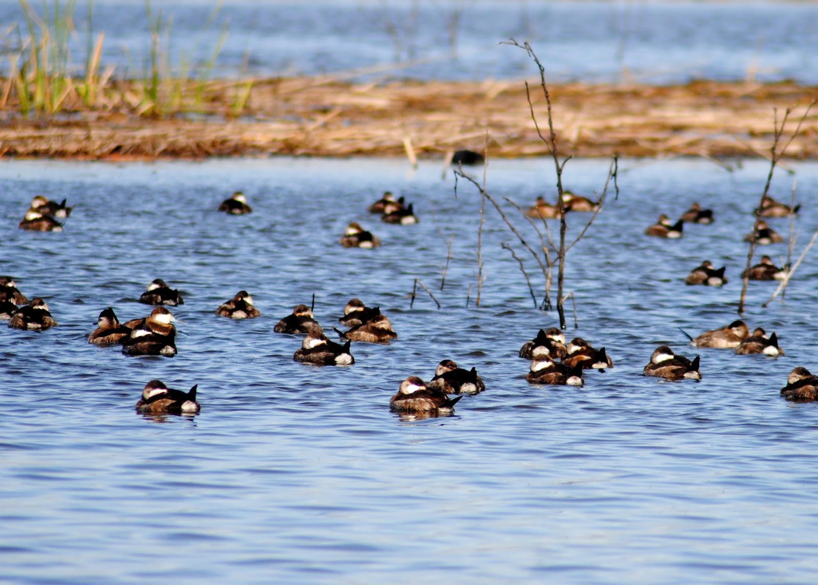 Adventures through Photography: Merced National Wildlife Refuge - Duck ...