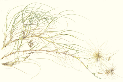 WILD THING: Beverly Allen