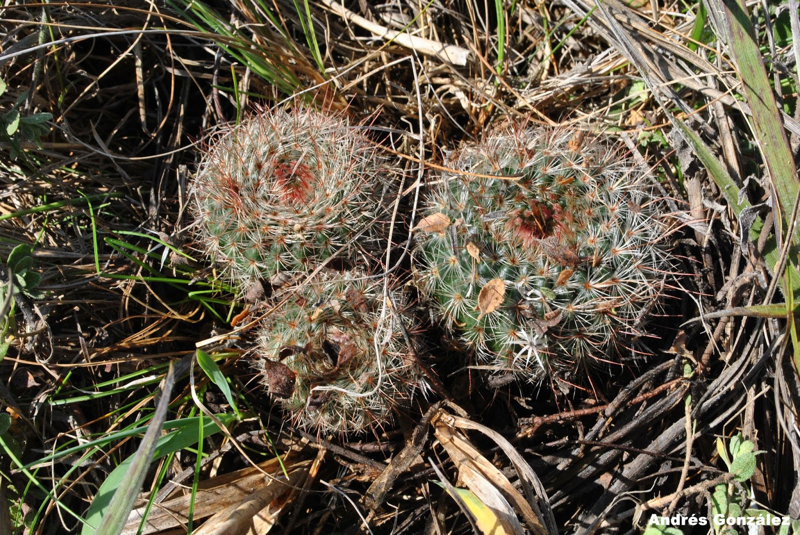 FOTOS DE FLORA NATIVA Y ADVENTICIAS DE URUGUAY : Parodia concinna ...