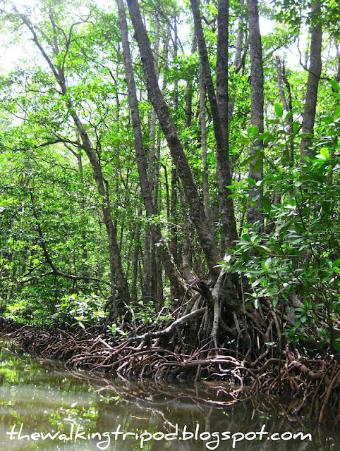Deeper into Palawan's Mangrove Forest