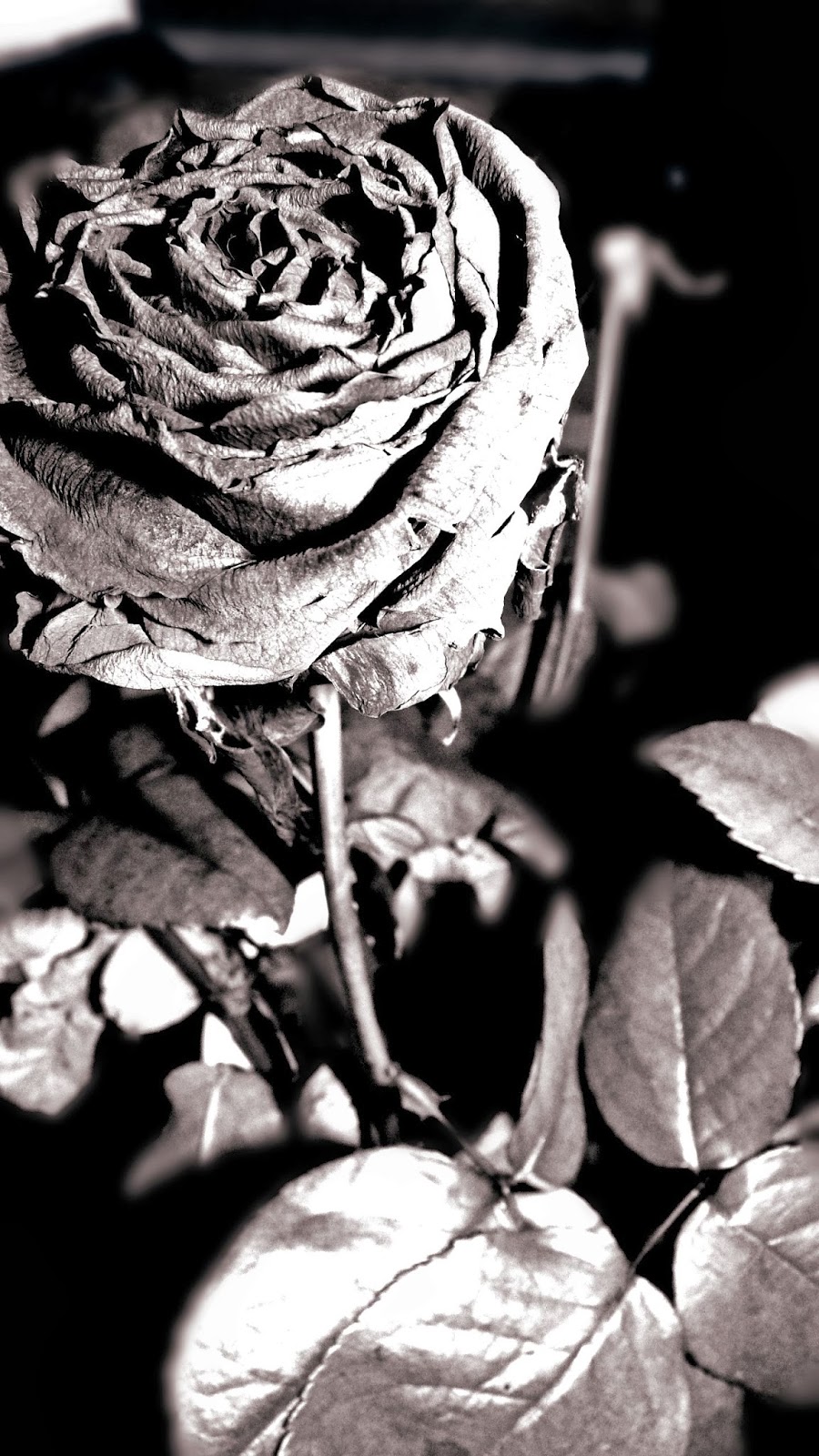 Kerry Greer Photography: Plants in the style of Imogen Cunningham