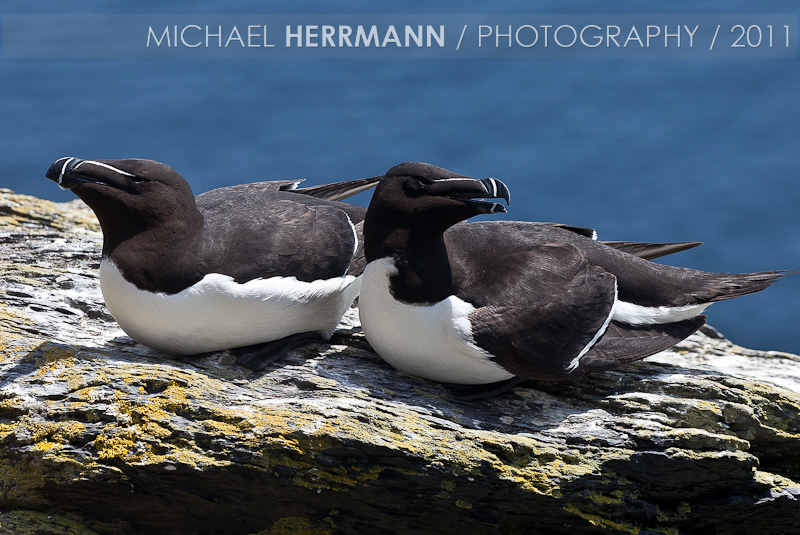 Landscape Photography in Kerry, Ireland: Skellig Birds, part five.