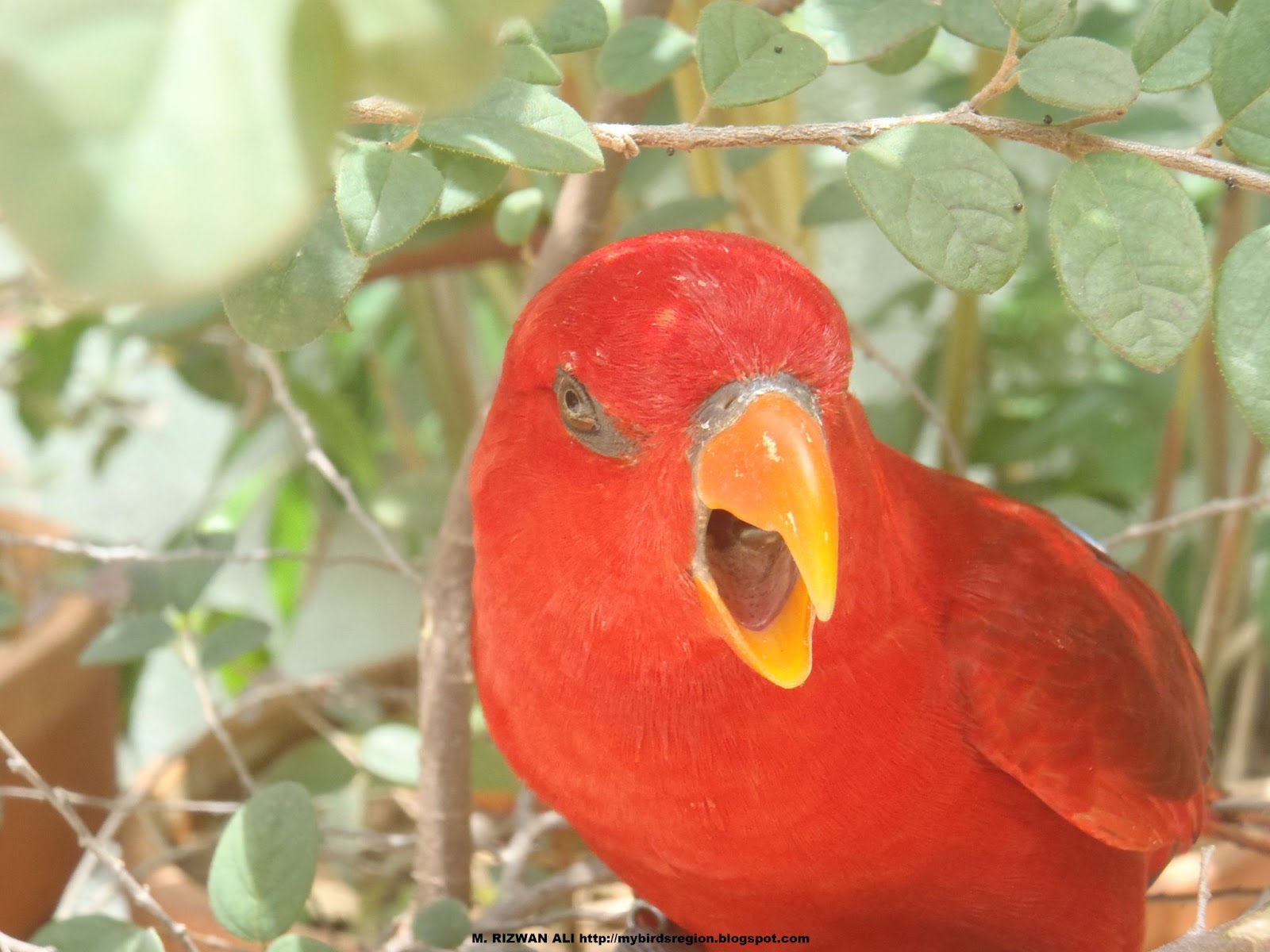 My Birds Region: RED LORIES