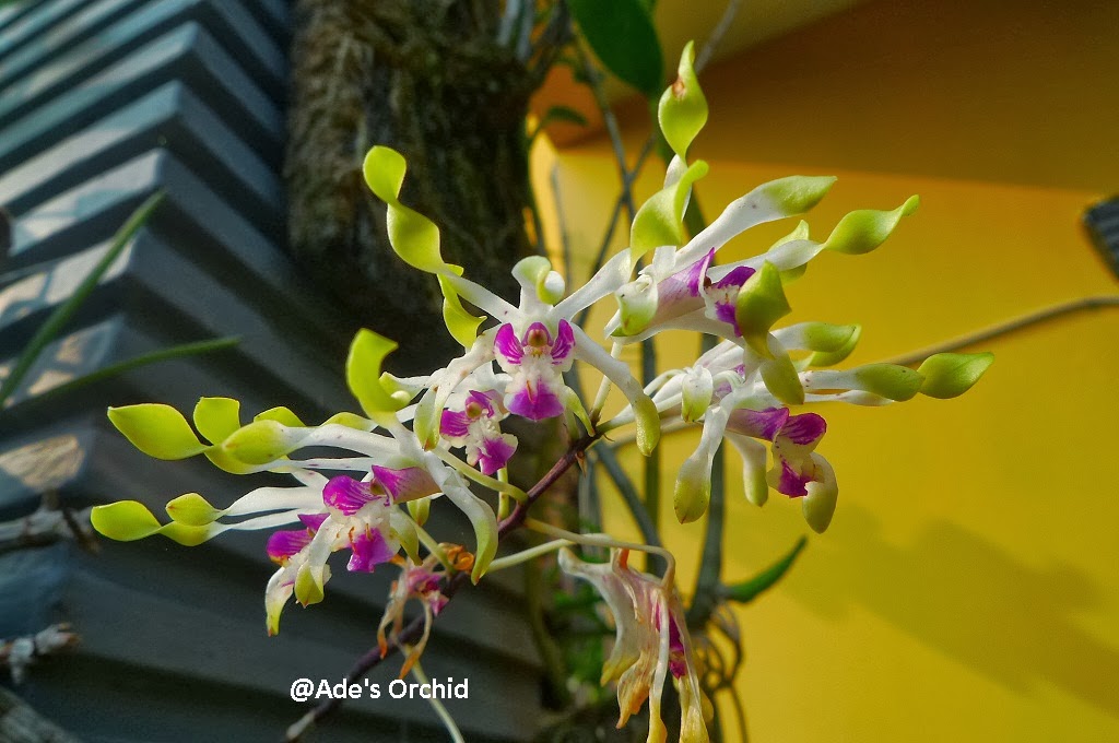 Ade's Orchid: Dendrobium canaliculatum