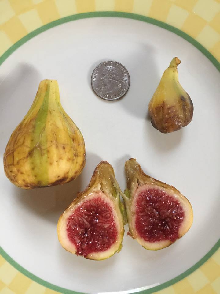 Seattle Garden & Fruit Adventures: The allure of Striped figs