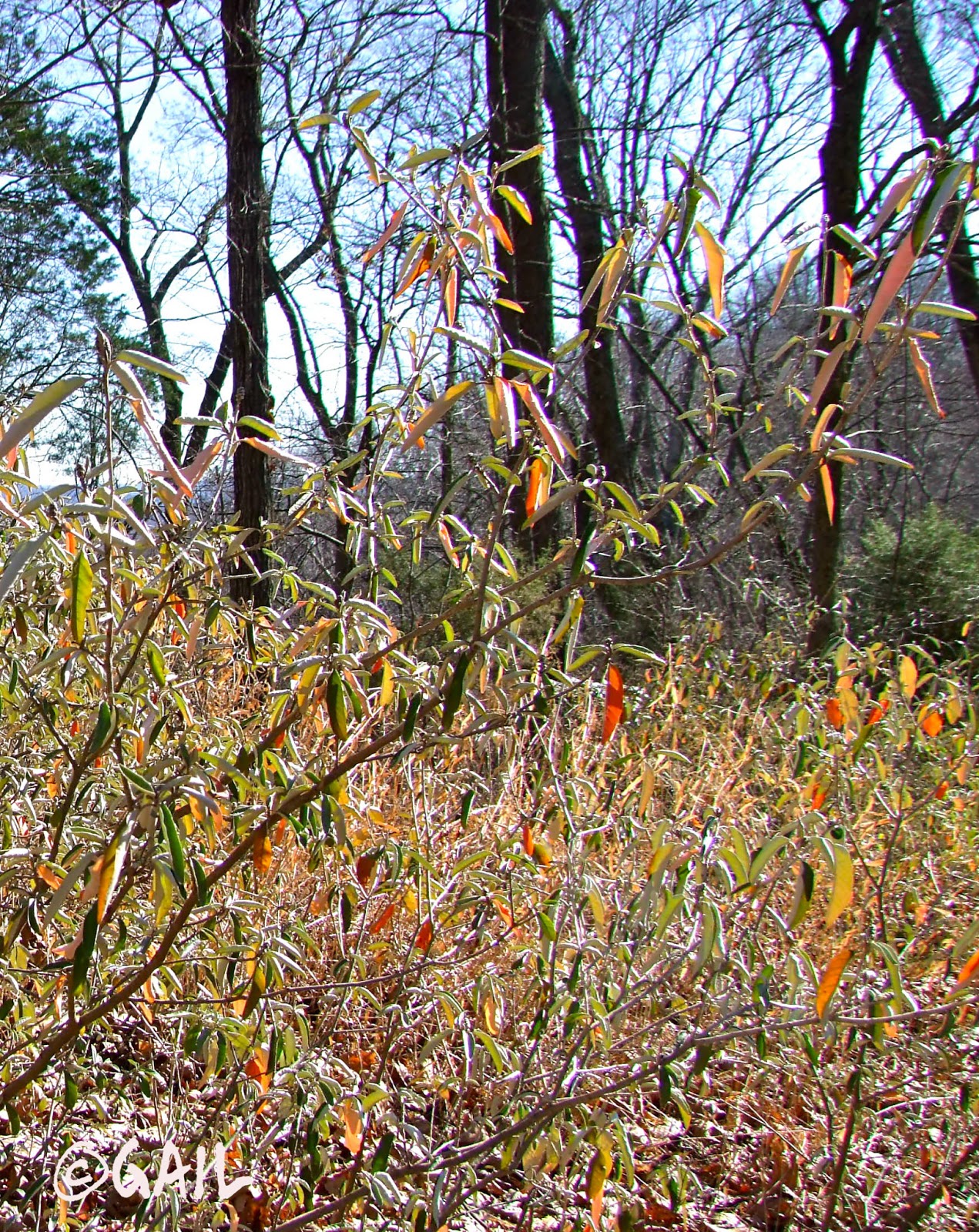 clay and limestone: Wildflower Wednesday: The Rare Alabama Croton
