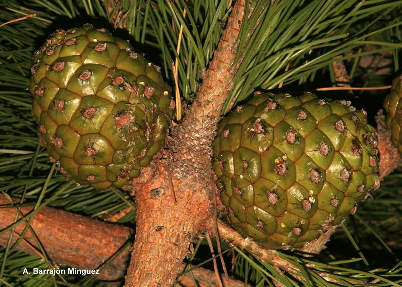 Naturaleza Viva: Pinus pinea L. Fam: Pinaceae