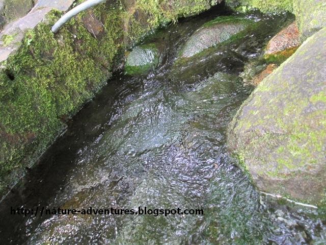 My Life's Adventures: Masacrot Spring-A resort enveloped by nature