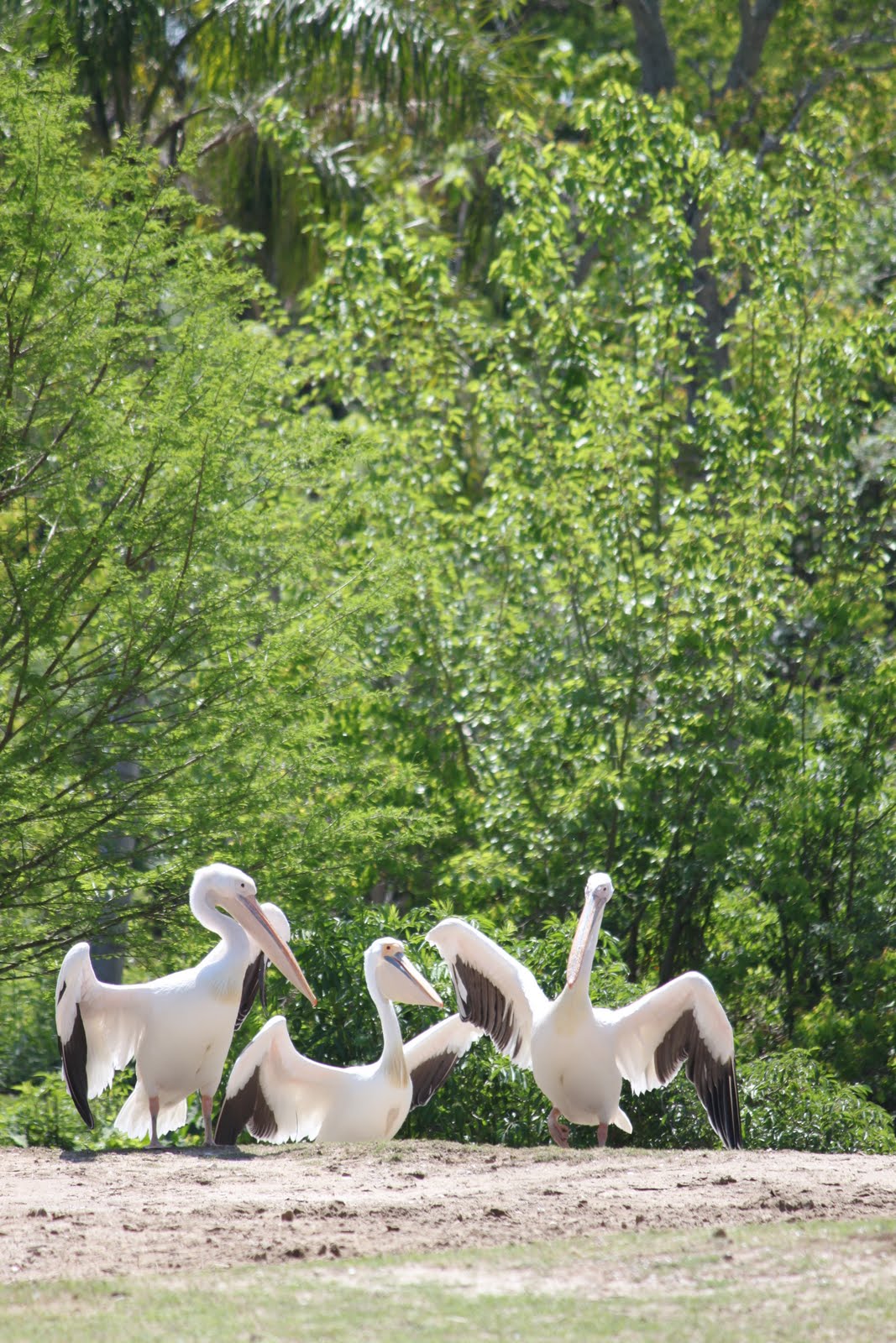 The Robertson Family: New Orleans Zoo