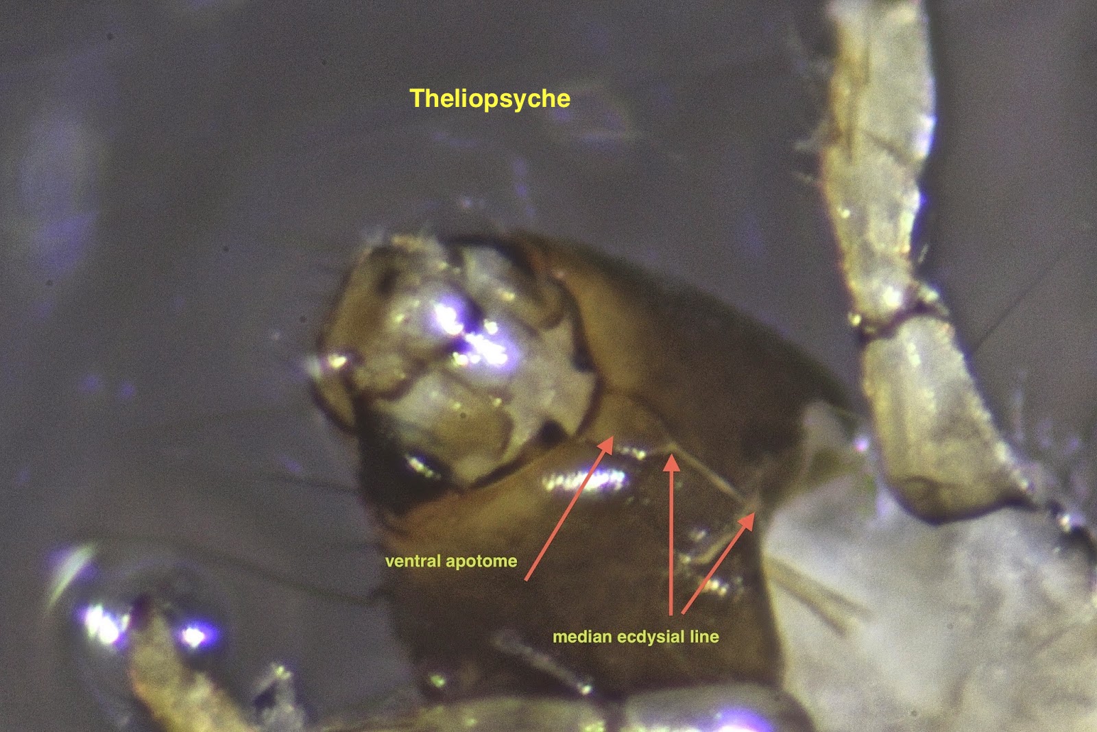 Aquatic Insects of Central Virginia: The "ventral apotome" and genus ID ...