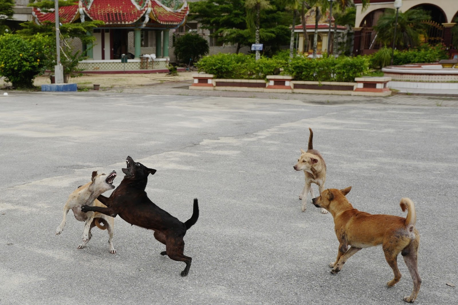 JE TunNel: WAT MACHIMMARAM 坐佛庙@ Tumpat, Kelantan~ The Biggest Sitting ...