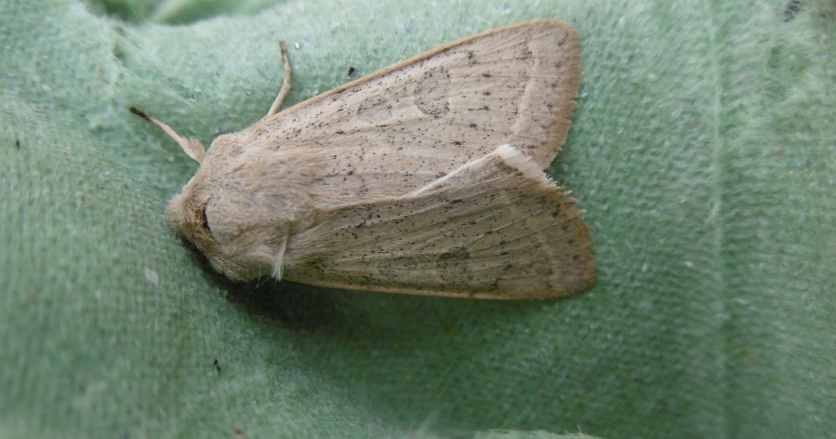 Martin's Moths: Powdered and pale